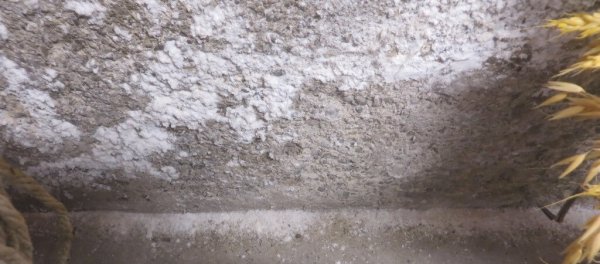 Identifing Efflorescence and Mold Growth - Environix