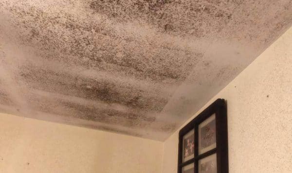 Humidity & Mold Growth | Environix