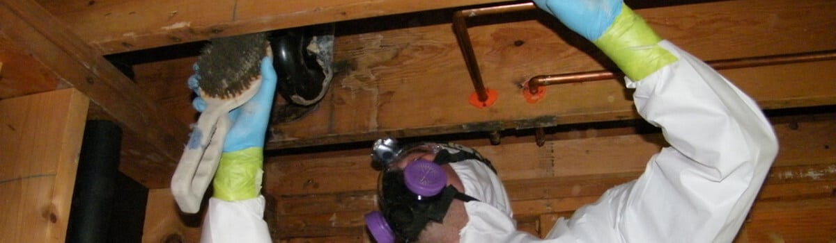 Seattle Mold Remediation & Removal Company | Environix