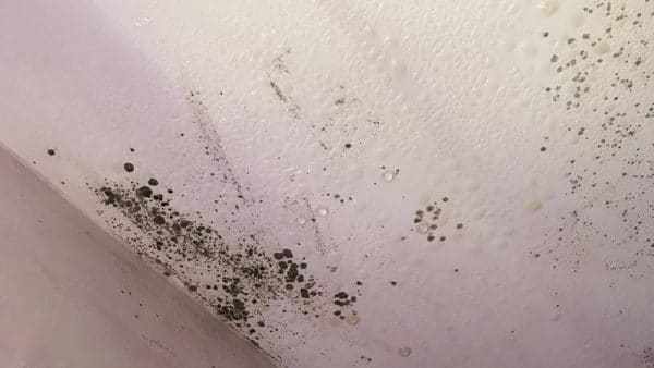 Ceiling Mold Growth | Learn the Cause and How to Prevent it - Environix