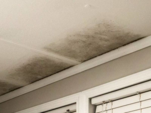 Ceiling Mold Growth | Learn the Cause and How to Prevent it - Environix