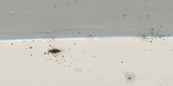 Ceiling Mold Growth | Learn the Cause and How to Prevent it - Environix