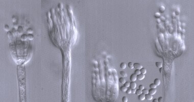 Types of Mold - Environix