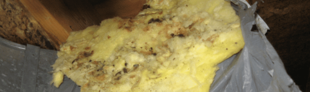 Rodents & Pests - Environix