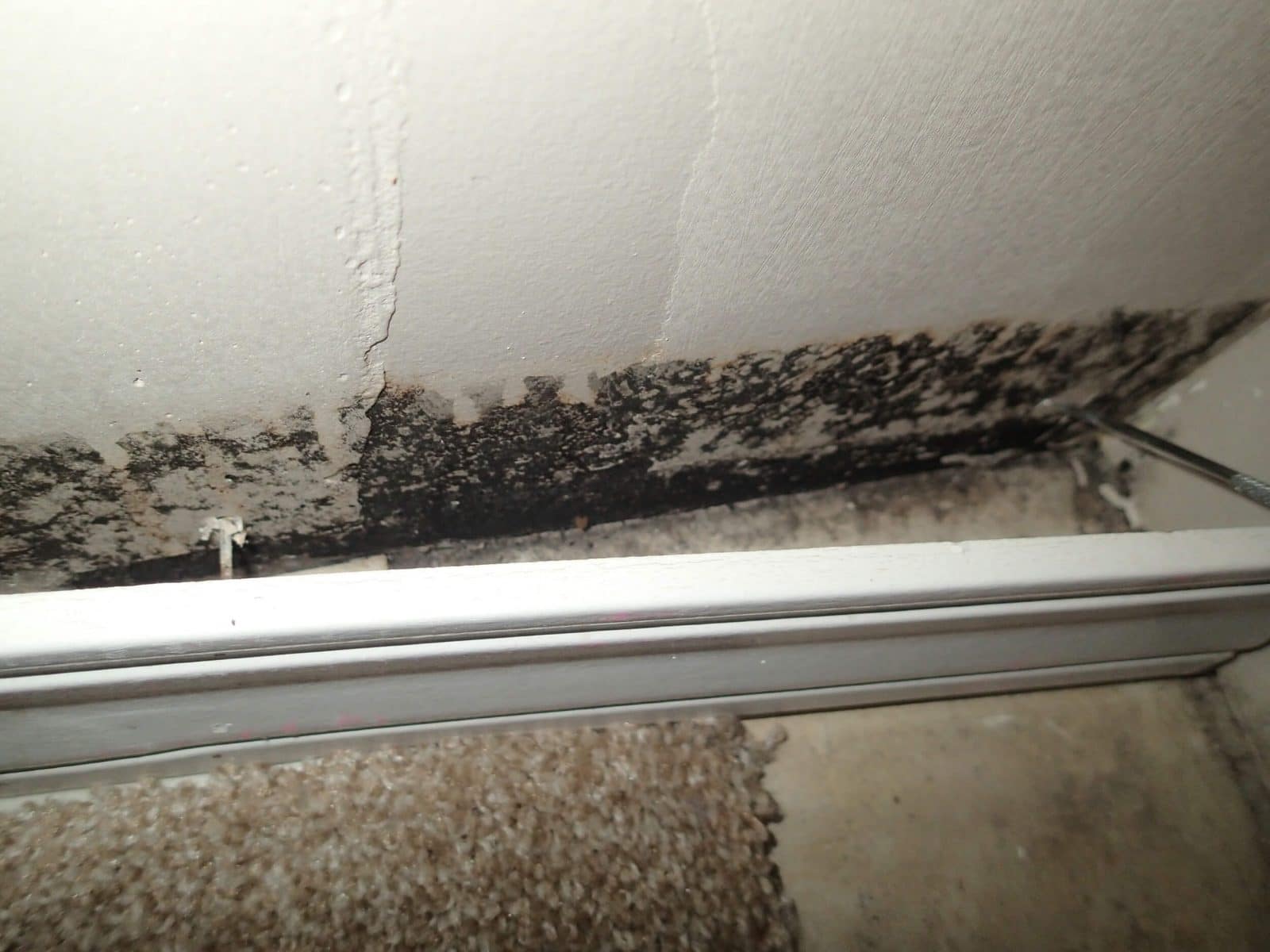 Types of Mold - Environix