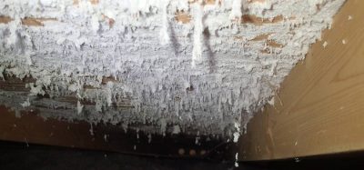 White Mold Growth in Your Home | Causes & Solutions - Environix
