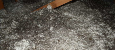 Mold on Attic Insulation - Environix