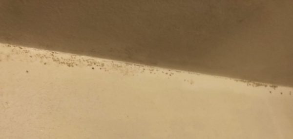 Bathroom Mold | How to Identify and Get Rid of Mold in Bathroom - Environix