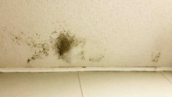 Ceiling Mold Growth | Learn the Cause and How to Prevent it - Environix