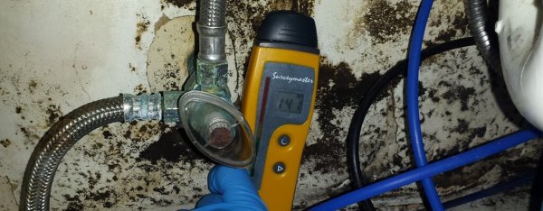 Kitchen Mold | How to Prevent and Get Rid of Mold in Your Kitchen