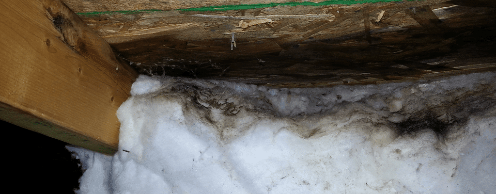 Mold on Attic Insulation - Environix