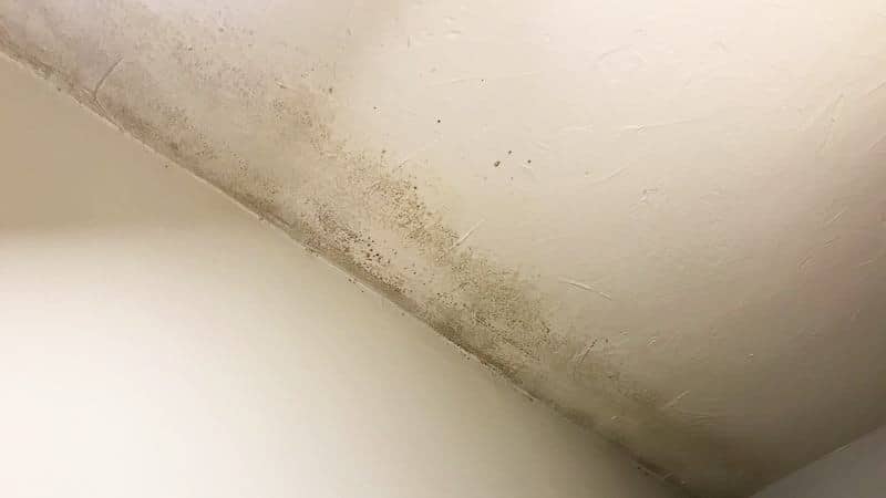 How to Get Rid of and Prevent Mold Growth on Concrete - Environix