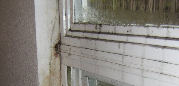 Mold Growth on Windows | Causes and Solutions - Environix
